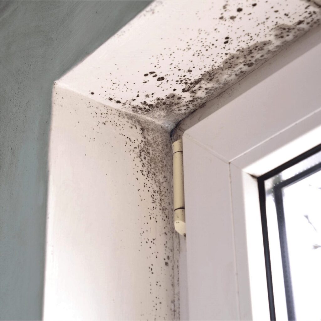 How Soon Can Mold Grow After Water Damage? | reynoldsrestoration